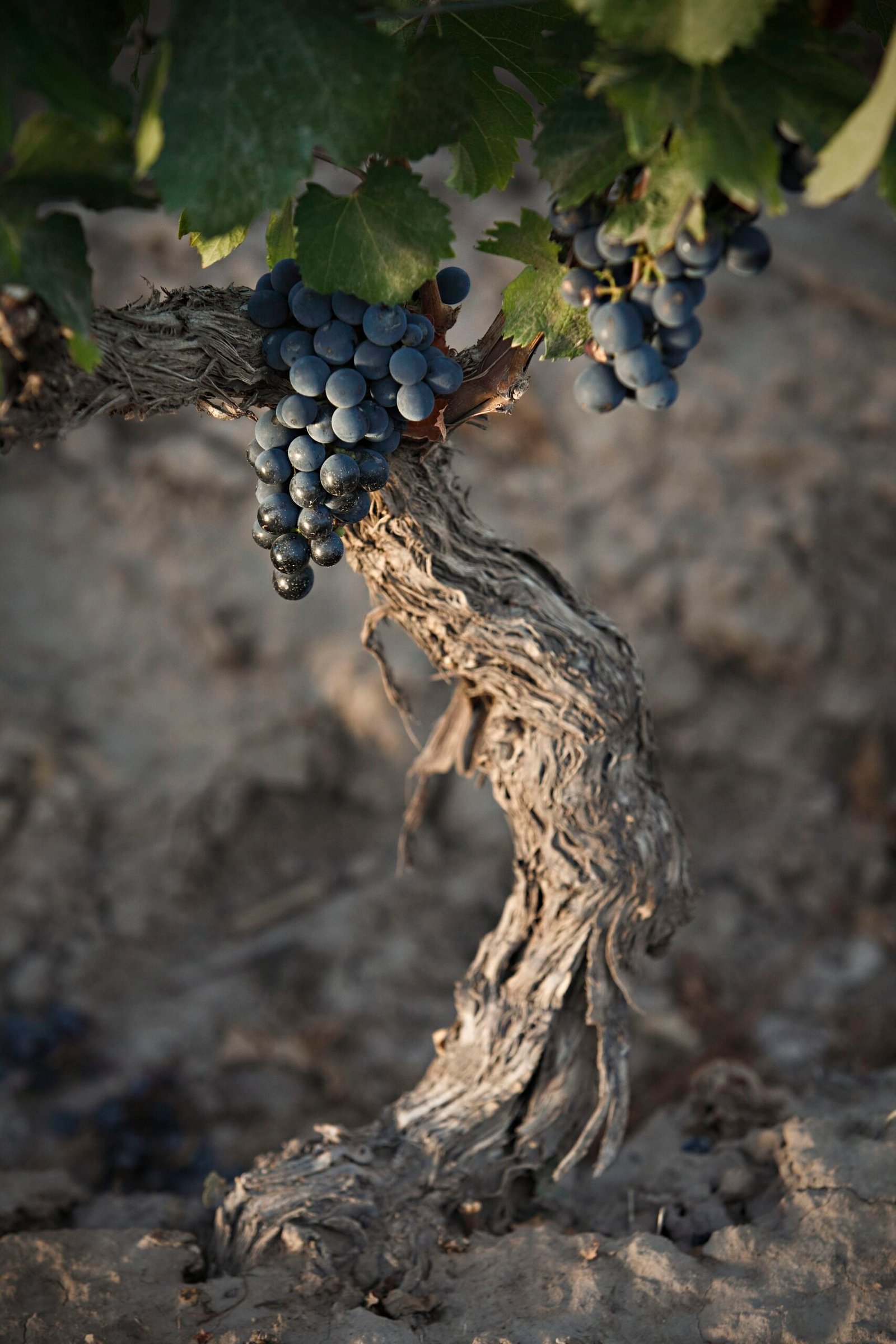 El Malbec argentino fue el más premiado en los “Global Malbec Master ...